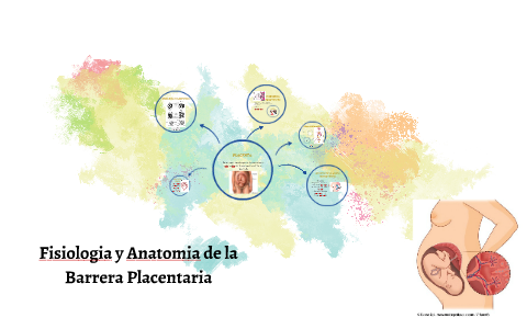 fisiologia y anatomia de la barrera placentaria by Cecilia Aguilar on Prezi