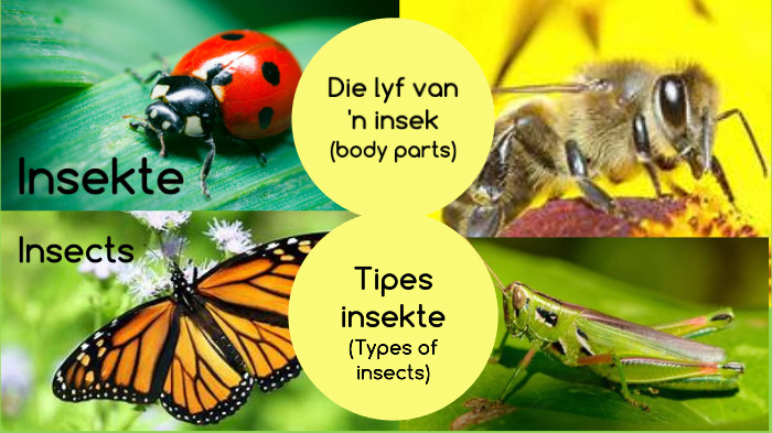 Insekte by Tineke Brand on Prezi