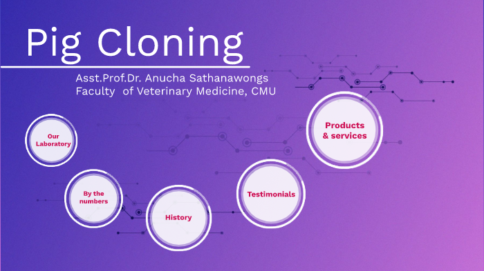 pig cloning by Anucha Sathanawongs on Prezi
