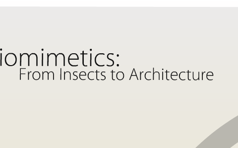 insect architecture by d s on Prezi