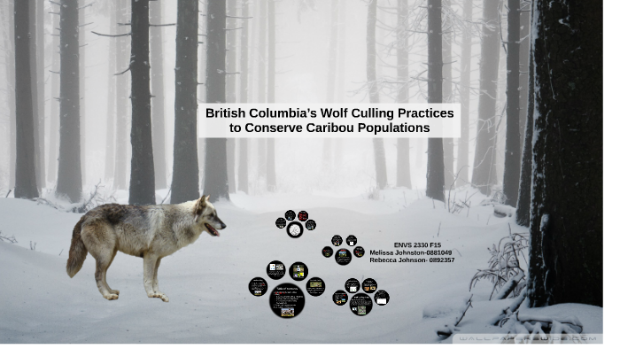British Columbia's Wolf Culling Practices to Conserve Caribou ...