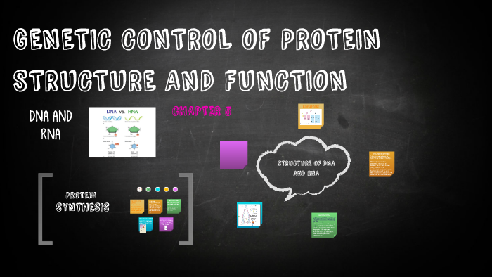 GENETIC CONTROL OF PROTEIN STRUCTURE AND FUNCTION by Juana de Lollis on ...