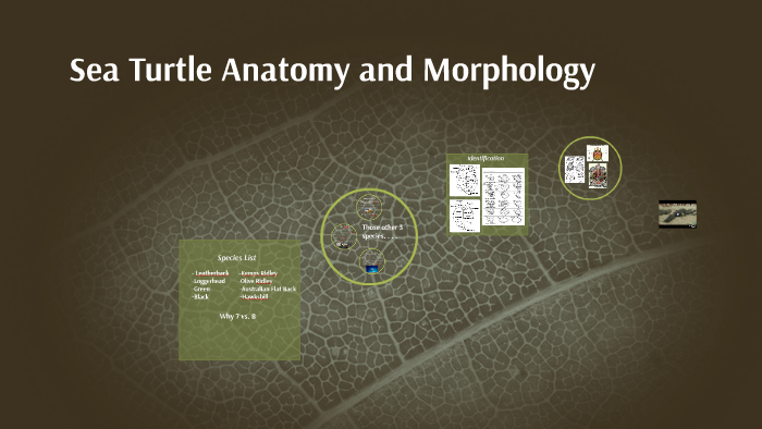 Sea Turtle Anatomy and Morphology! by Daisy Dailey on Prezi