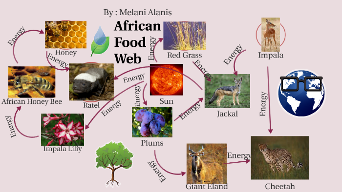 African Food Web by Melani Alanis on Prezi