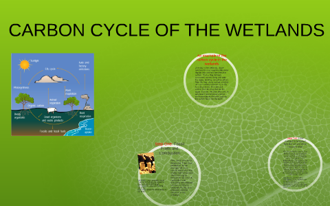 CARBON CYCLE OF THE WETLANDS by Hue Hippopotamus on Prezi