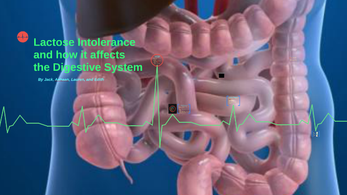 Lactose Intolerance and how it affects the Digestive System by Aahaan ...