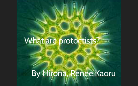 What are protoctists? by Kaoru BSKL ICT 9A on Prezi