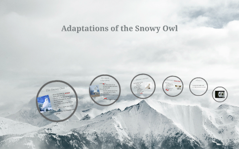 Adaptations of the Snowy Owl by taryn chartrand on Prezi