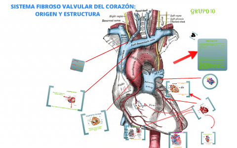 sistema fibroso valvular del corazón by kevin Gabriel on Prezi