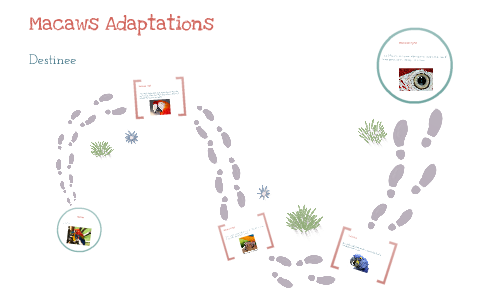 Macaws Adaptations by Destinee Hinn on Prezi