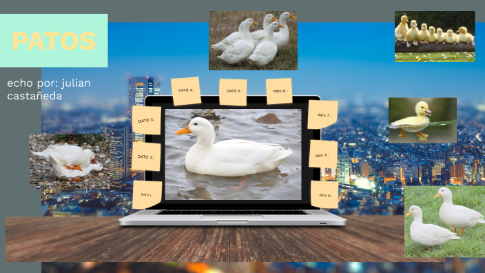 el pato :3 UwU by julian david castañeda mendoza on Prezi
