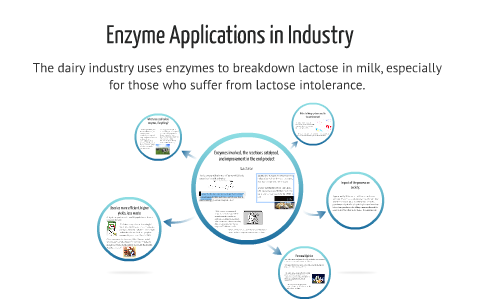 The dairy industry uses enzymes to breakdown lactose in milk by Cael ...