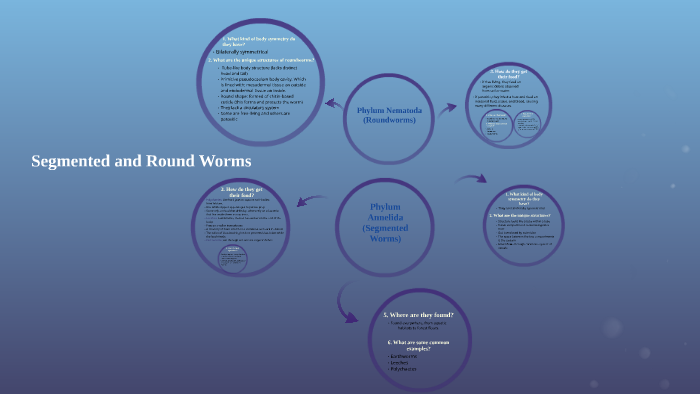 Segmented Worms and Round Worms by Angela Giarrusso on Prezi