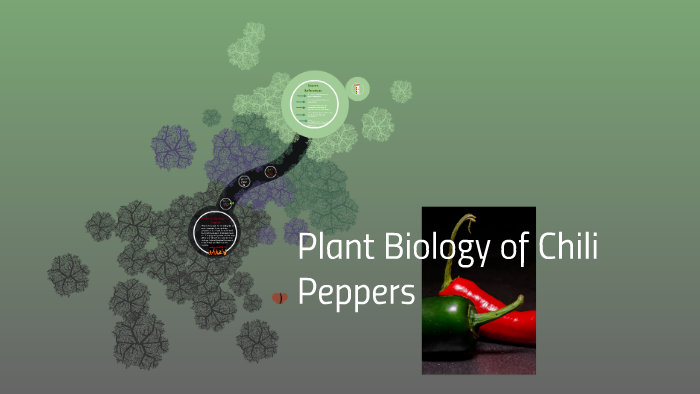 Plant Biology of Chili Peppers by Demiah Lee on Prezi