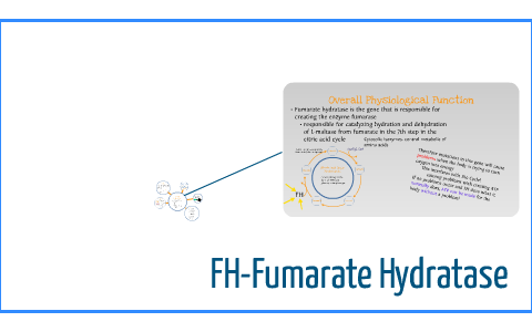 fumarate hydratase by Sylvia Loh on Prezi