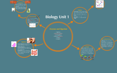 AQA Biology A Level: Unit 1-Enzymes and Digestion by Eleanor Hyde on Prezi
