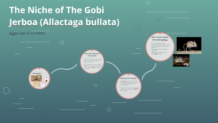 The Niche of The Gobi Jerboa (Allactaga Bullata) by Ager Pardilla on Prezi