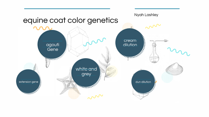 equine coat color genetics by Nyah Lashley on Prezi