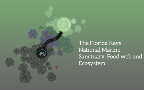 The Florida Keys National Marine Sanctuary: Food web and Eco by on Prezi