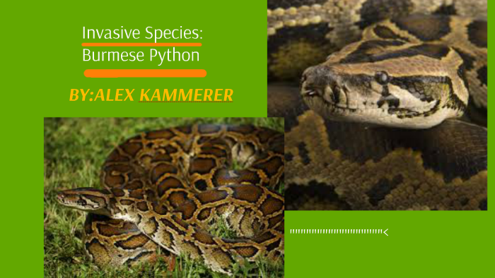 bermuda python by ALEX KAMMERER on Prezi