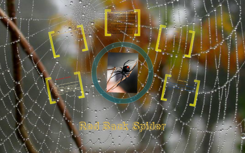 Red back Spider Bite by Elizabeth Sengler on Prezi