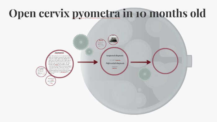 Open cervix pyometra in 10 months old by Markéta Pavlasová on Prezi