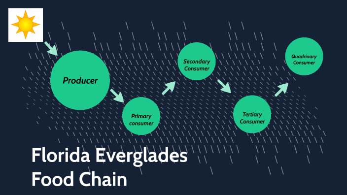 Florida Everglades and Marshes Food Chain by Kyndal Hamons (STUDENT) on ...