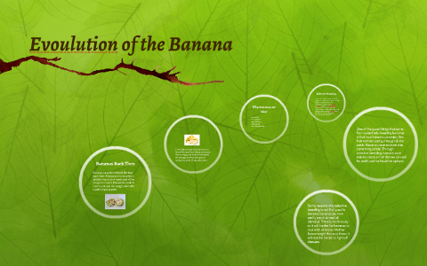 Evoulution of the Banana by Vina Tran on Prezi