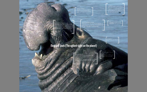 Elephant seals (the ugliest sight in the world) by Kayla Jeffers on Prezi