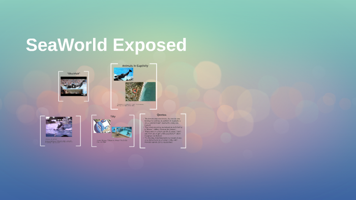 SeaWorld: Entertaiment or Evil? by oksana gotthardt on Prezi