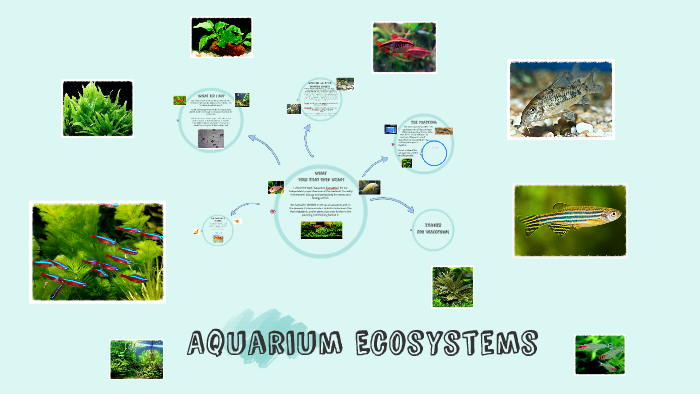 Aquarium Ecosystems by Olivia Waters on Prezi