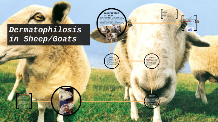 Dermatophilosis in Sheep/ Goats by Olivia Wood on Prezi