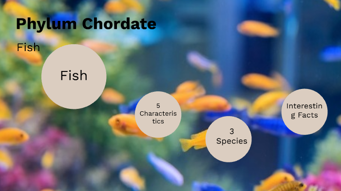 Phylum Chordata: Fish by Seaweed Brain on Prezi