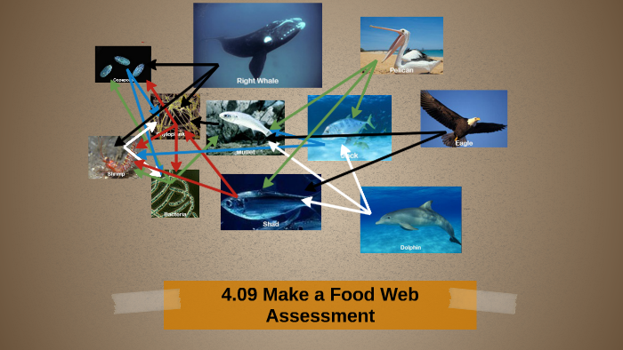 4.09 Make a Food Web Assessment by Cecilia DeLuna on Prezi