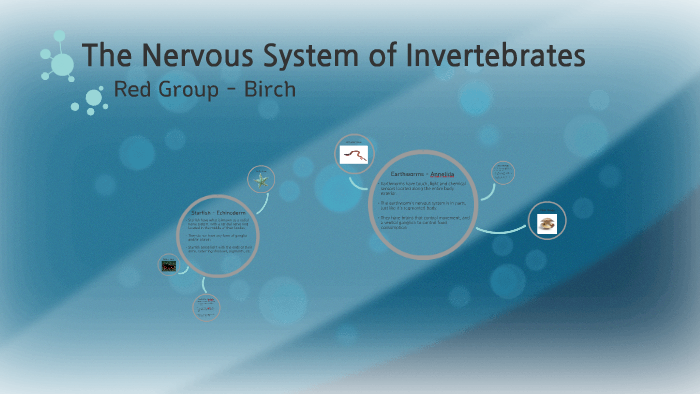 The Nervous System of Invertebrates by michael gadoua on Prezi