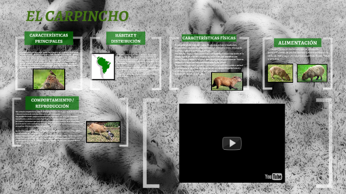 El carpincho by Pedro Debasto on Prezi