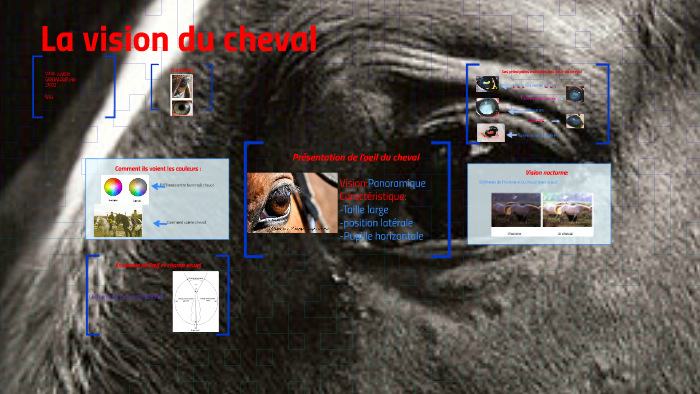 La vision du cheval by Juliette Vidal