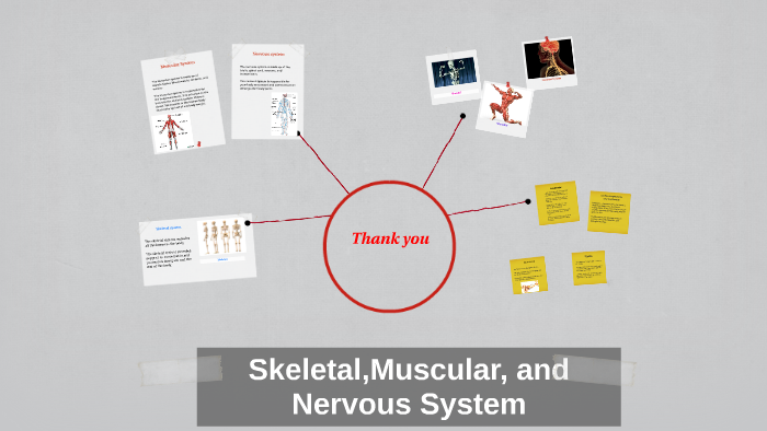 Skeletal,Muscular, and Nervous System by Ximena Gonzalez on Prezi