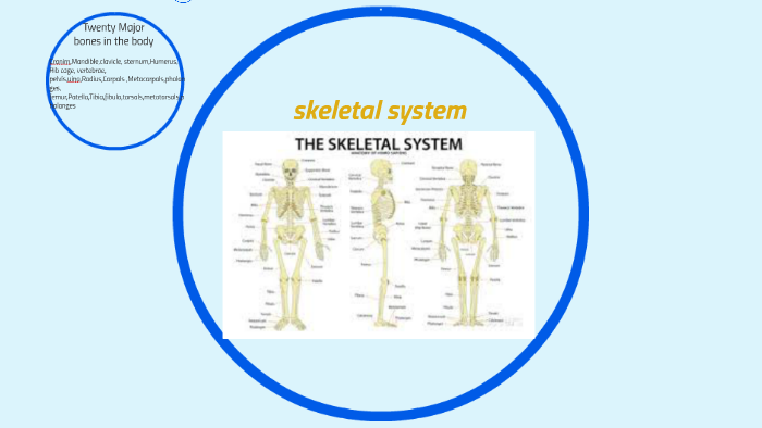 skeletal system by kameron gibson on Prezi