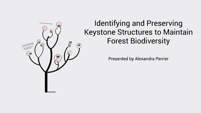 Using Keystone Structures to Maintain Forest Biodiversity by Alexandra ...