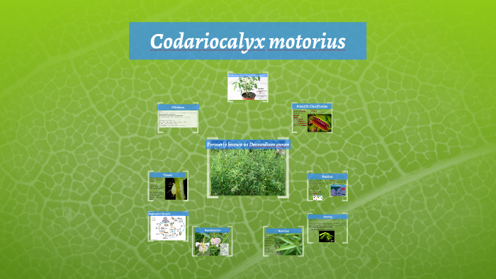 Codariocalyx motorius by ahsimkay reblehgay on Prezi