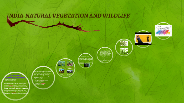 india natural vegetation and wildlife by nayana jomon on Prezi