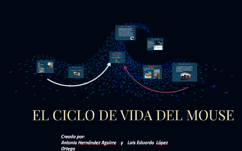 EL CICLO DE VIDA DEL MOUSE by Antonio Hernández on Prezi