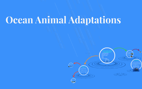 Ocean Animal Adaptations by Kelsey Burrough on Prezi