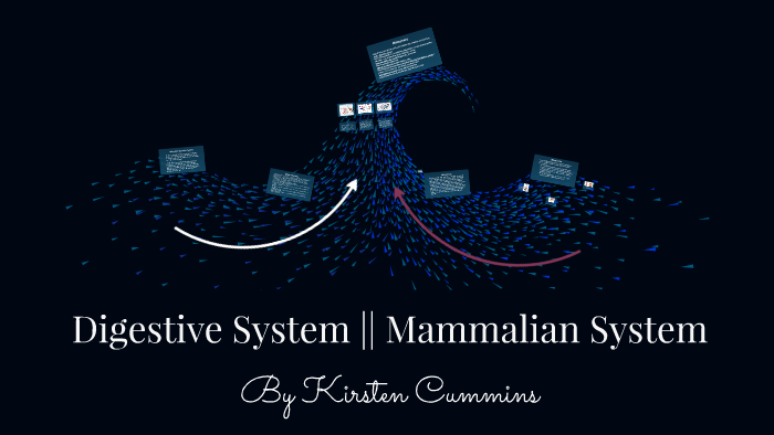Digestive System || Mammalian System by Kirsten Cummins on Prezi