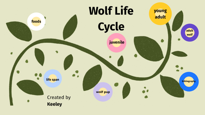 wolf life cycle by mauzau gaming on Prezi