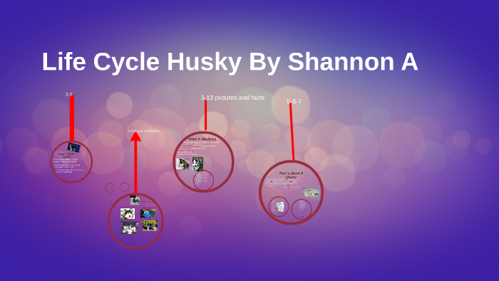 Life Cycle Of A Husky By Shannon by Ashleigh Swanson on Prezi