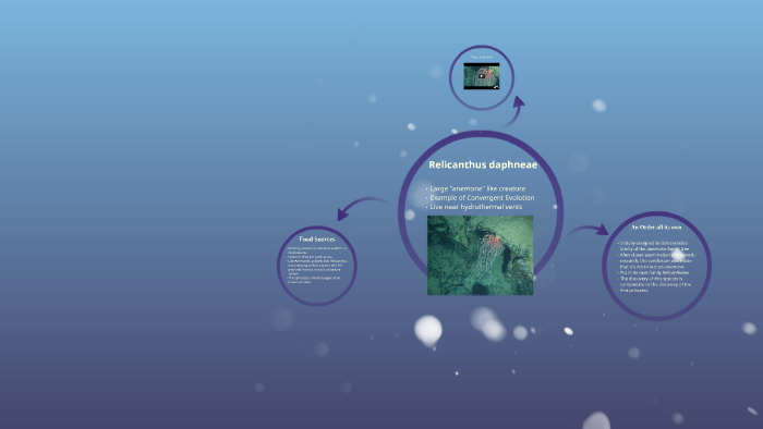 Relicanthus daphneae by Joe Copenhagen on Prezi