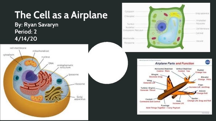 The Cell as a Airplane by Ryan Savaryn on Prezi