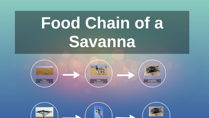 Savanna Food Chain by Gracie Smith on Prezi